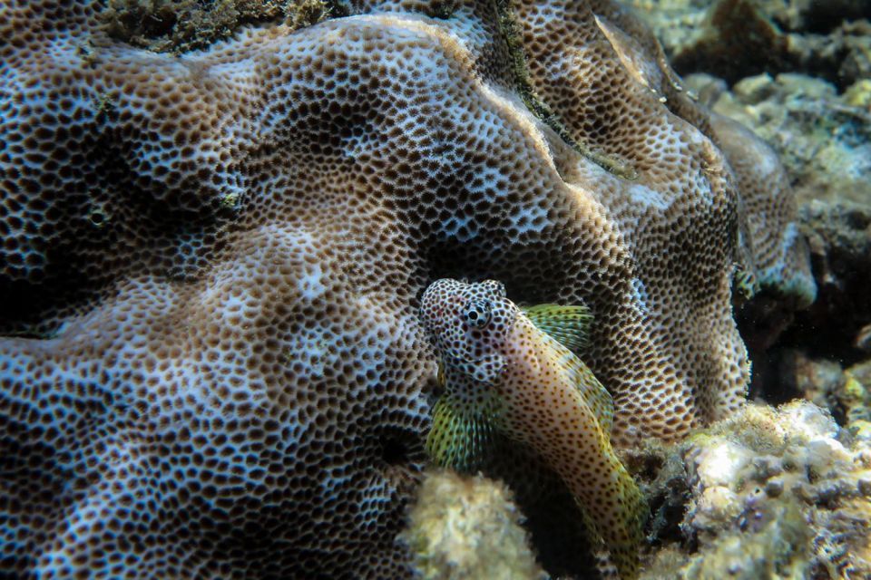 Maui: Eco-Friendly Conservation Scuba Dive Certified Divers - Final Thoughts on the Eco Dive Experience