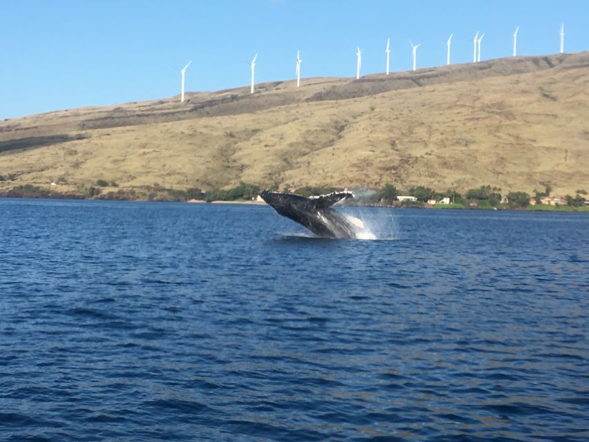 Maui: Eco-Friendly Whale Watching Tour from Ma'alaea Harbor - A Close Look at the Experience