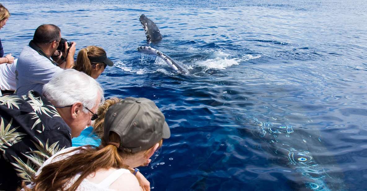 Maui: Eco-Friendly Whale Watching Tour from Ma'alaea Harbor - Who Will Love This Tour?