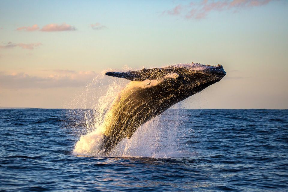 Maui: Eco-Friendly Whale Watching Tour from Ma'alaea Harbor - Final Thoughts
