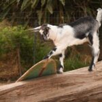 Maui Farm Distillery and local craft experience Full-Day Tour - The Practicalities: What You Should Know