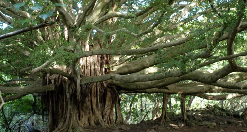 Maui: Full Day Hiking Tour with Lunch - Key Points