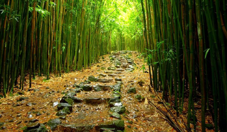 Maui: Full Day Hiking Tour with Lunch - Authentic Perspectives from Past Participants