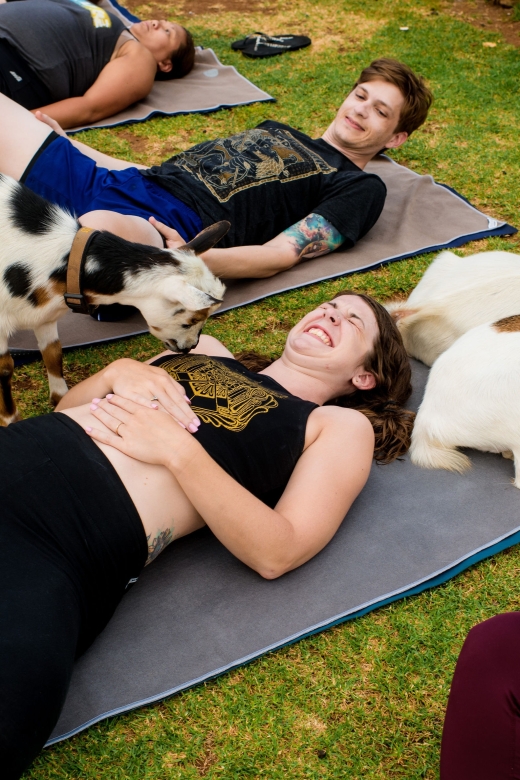 Maui Goat Yoga with Miniature Goats - The Experience Breakdown: What You Can Expect