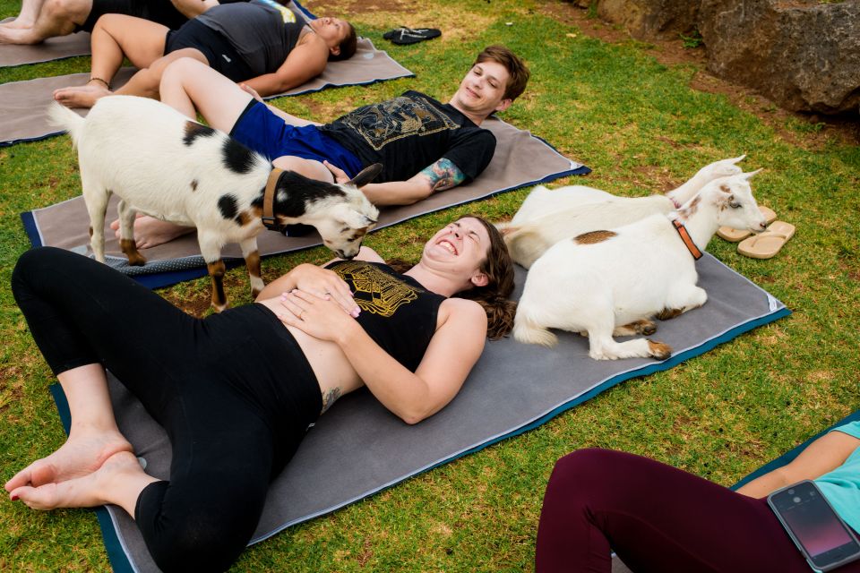 Maui Goat Yoga with Miniature Goats - The Group Experience and Atmosphere