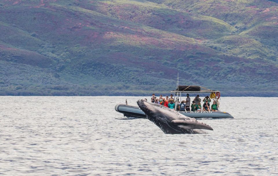 Maui: Guided Whale Watching Tour on Eco Raft - What to Expect from the Maui Eco-Raft Whale Watching Tour