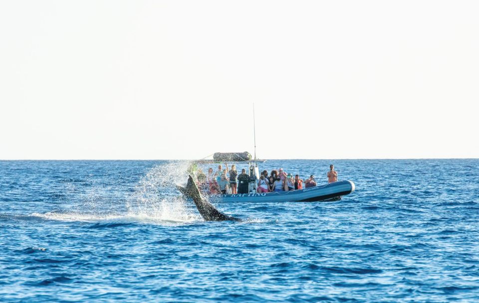 Maui: Guided Whale Watching Tour on Eco Raft - The Experience in Detail