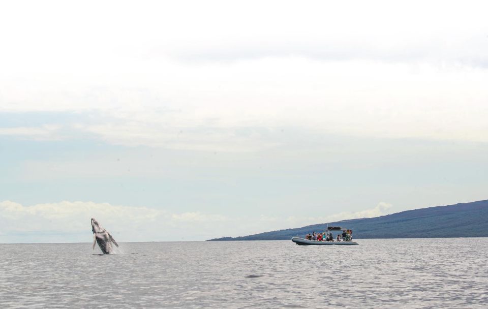 Maui: Guided Whale Watching Tour on Eco Raft - Who Will Love This Tour?