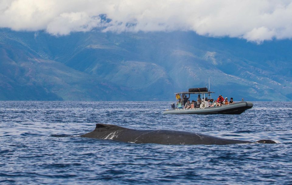 Maui: Guided Whale Watching Tour on Eco Raft - FAQ