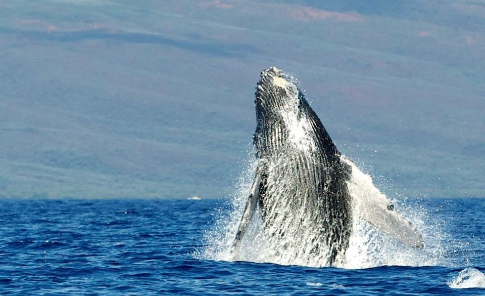Maui: Guided Whale Watching Tour on Eco Raft - Final Thoughts
