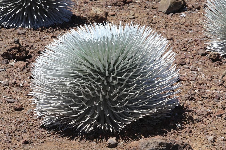 Maui: Haleakala Sunrise Tour with Pick-up - Who Is This Tour Best For?