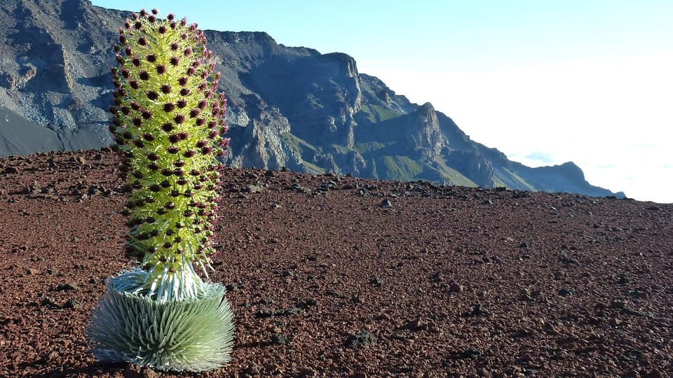 Maui: Haleakala Sunrise Tour with Pick-up - The Sum Up
