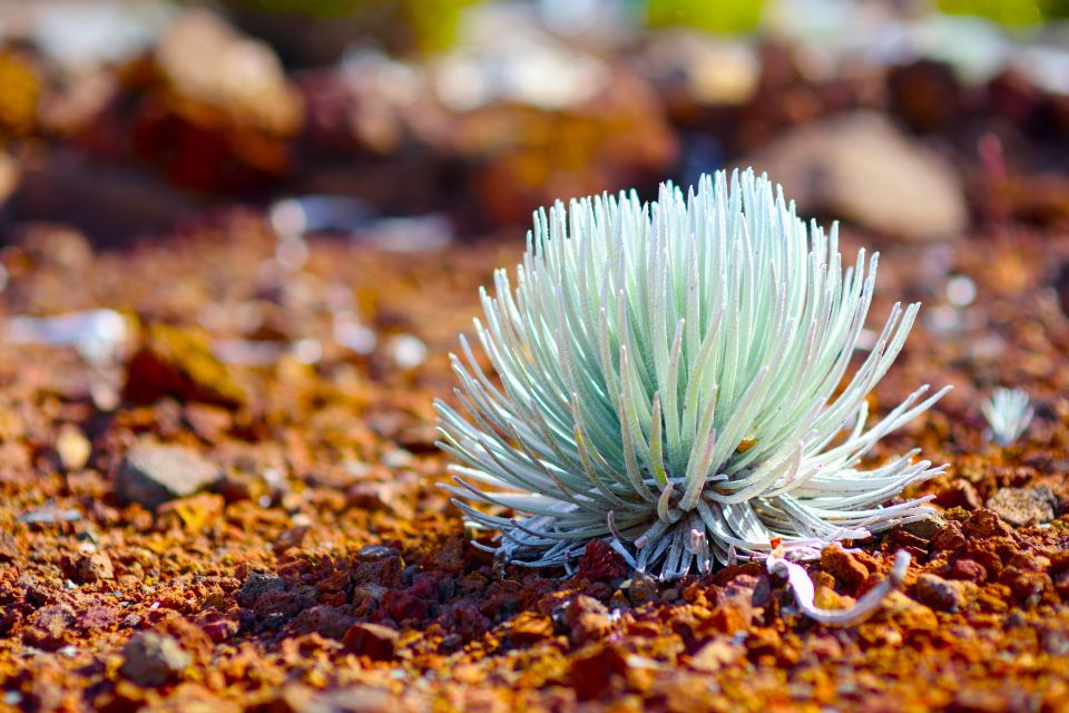 Maui: Haleakala Sunset and Stargazing Tour with Dinner - Key Points