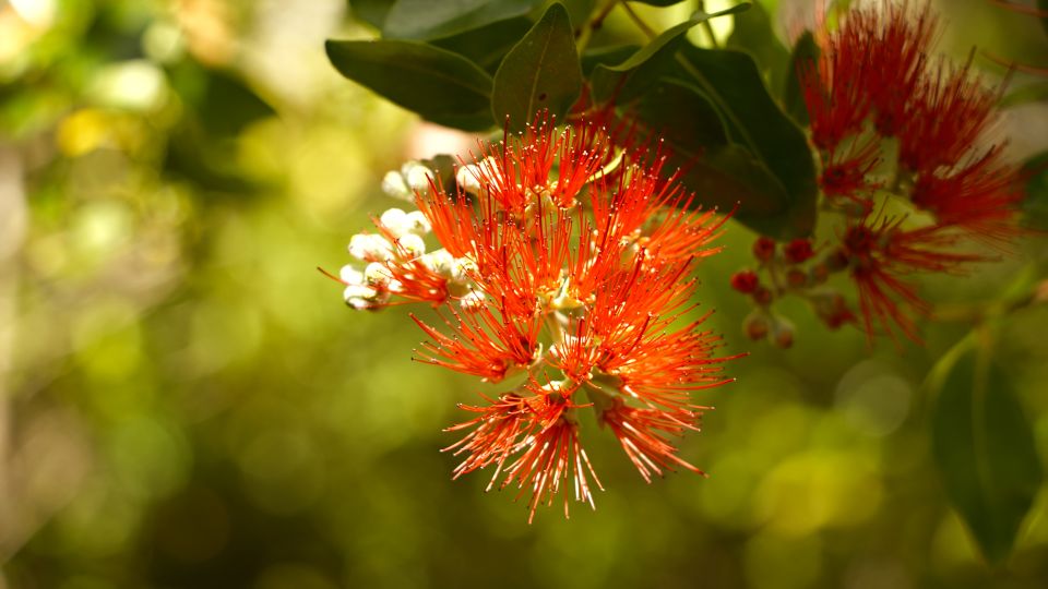 Maui: Honolua Ridgeline Informational Hike - Real Traveler Insights