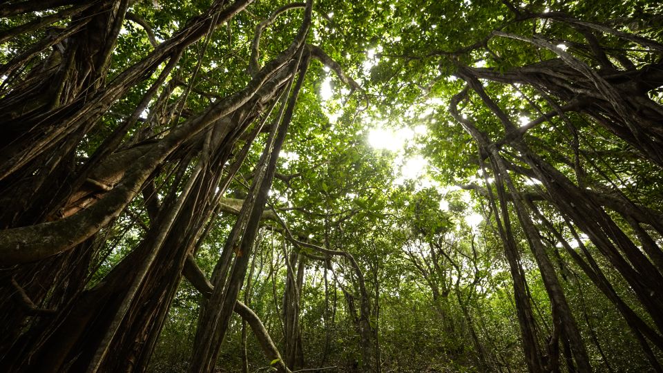 Maui: Honolua Ridgeline Informational Hike - The Sum Up