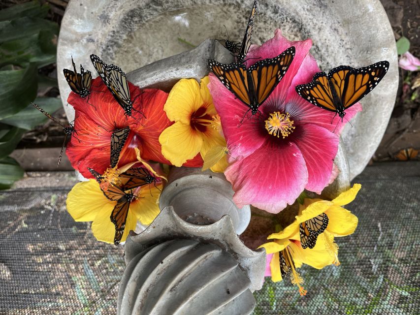 Maui: Interactive Butterfly Farm Entrance Ticket - What You Can Expect During Your Visit