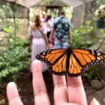 Maui: Interactive Butterfly Farm Entrance Ticket - The Practicalities: What to Know Before You Go