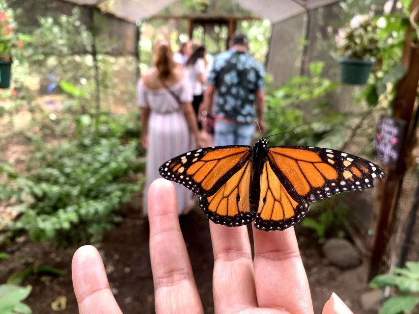 Maui: Interactive Butterfly Farm Entrance Ticket - The Practicalities: What to Know Before You Go