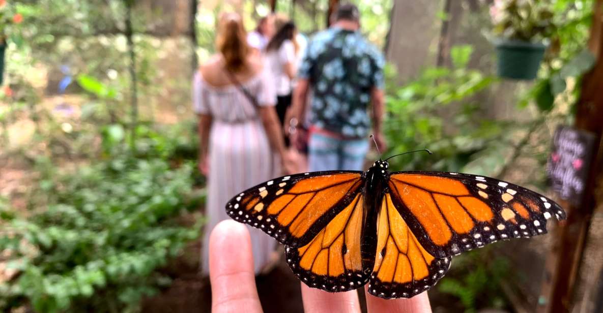 Maui: Interactive Butterfly Farm Entrance Ticket - Authentic Experiences from Past Visitors
