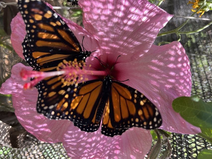 Maui: Interactive Butterfly Farm Entrance Ticket - Who Should Consider This Tour?