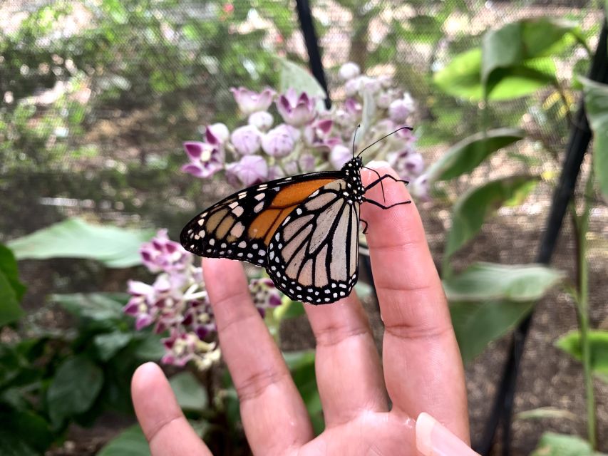 Maui: Interactive Butterfly Farm Entrance Ticket - The Sum Up