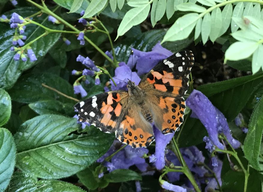 Maui: Interactive Butterfly Farm Entrance Ticket - FAQ