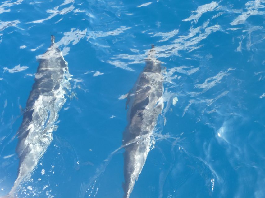 Maui: Kaanapali Beach 4-hour Snorkel w/ BBQ Lunch & Open Bar - A Detailed Look at the Maui Snorkel Tour Experience