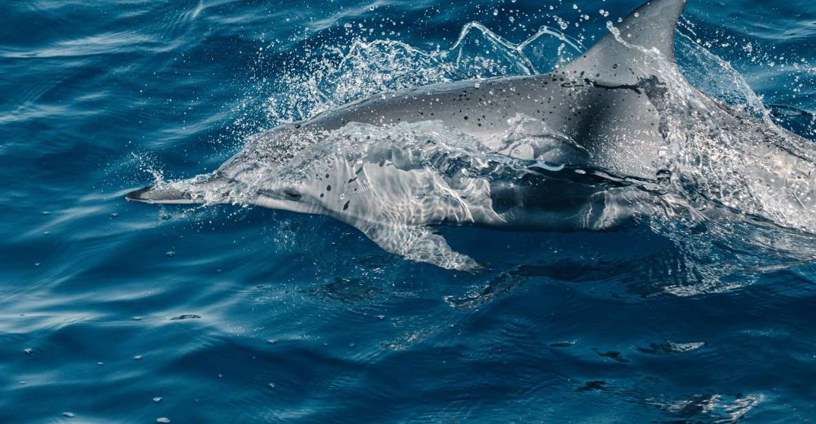 Maui: Kaanapali Dolphin Watching Boat Trip with Lunch - Key Points  