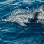 Maui: Kaanapali Dolphin Watching Boat Trip with Lunch - A Closer Look at the Experience