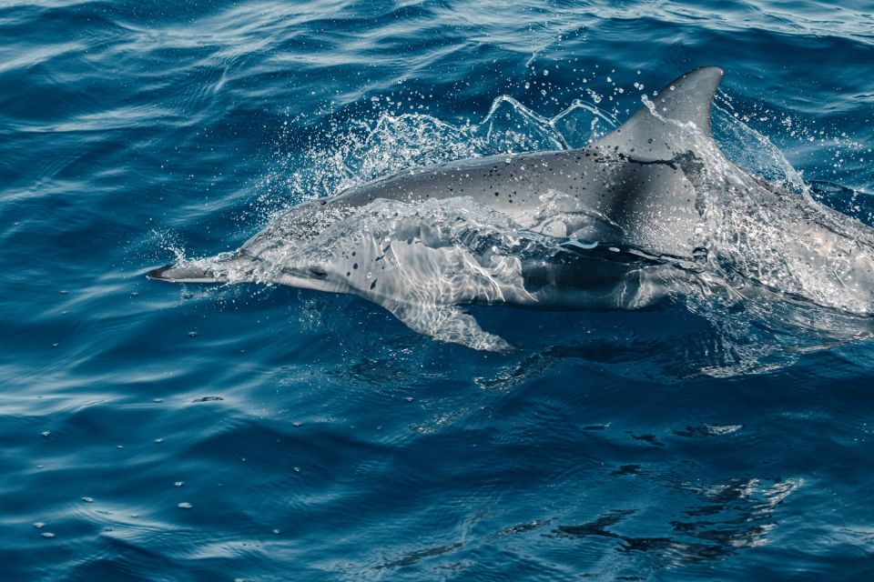 Maui: Kaanapali Dolphin Watching Boat Trip with Lunch - A Closer Look at the Experience