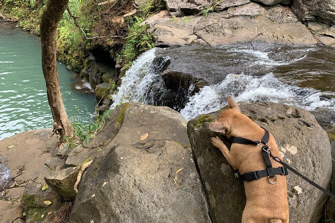 Maui Magical Waterfall and Jungle Tour: Road to Hana - An In-Depth Look at the Maui Waterfall and Jungle Experience