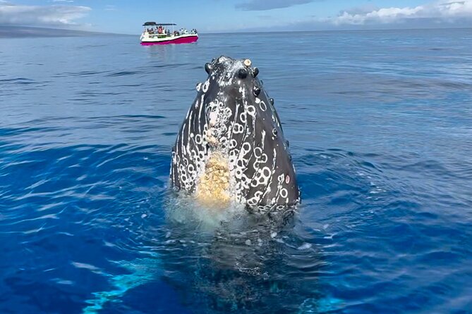 Maui Mid Day Magic Whale Watch - Why This Tour Offers Excellent Value