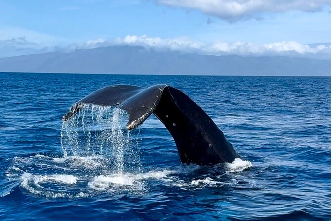 Maui Mid Day Magic Whale Watch - Authentic Experiences and Highlights