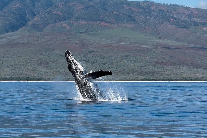 Maui Mid Day Magic Whale Watch - Frequently Asked Questions