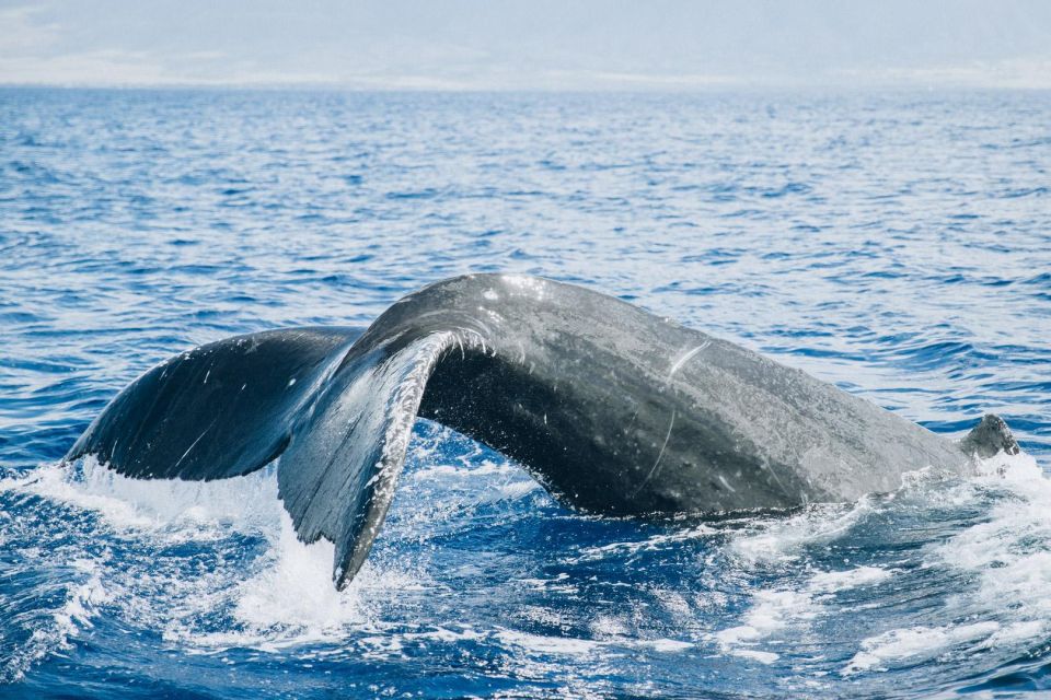 Maui: Midday Sail with the Whales Malaea Harbor - FAQs