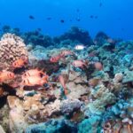 Maui: Molokini Snorkel and Performance Sail with Lunch - Practicalities and Tips for Your Maui Snorkel and Sail