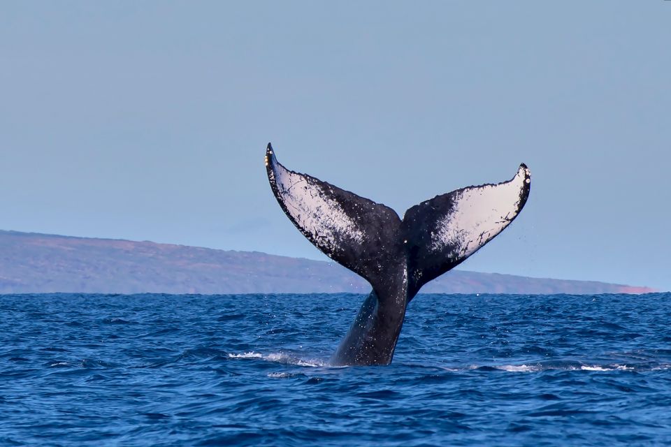 Maui: Molokini Snorkel and Performance Sail with Lunch - Frequently Asked Questions