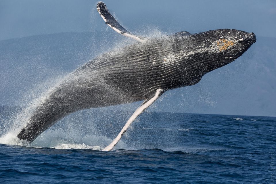 Maui: Morning Sail with the Whales Ma'alaea - The Sum Up: Who Is This Tour Best For?