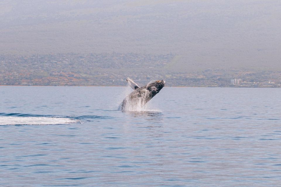 Maui: Morning Sail with the Whales Ma'alaea - FAQ