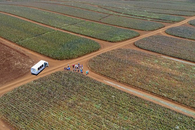 Maui Pineapple Farm Tour in Haliimaile - A Closer Look at the Maui Pineapple Farm Tour