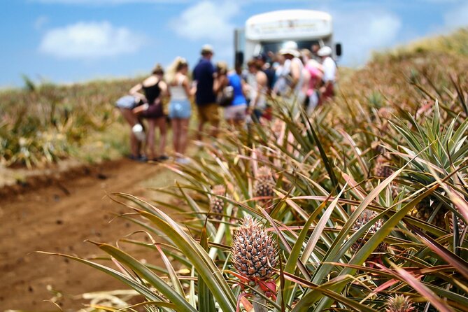 Maui Pineapple Farm Tour in Haliimaile - Who Will Love This Tour?