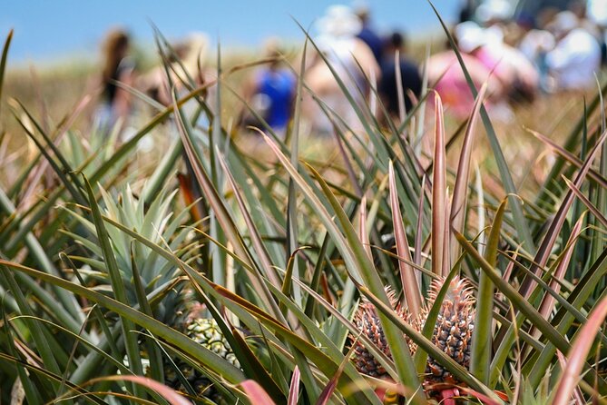 Maui Pineapple Farm Tour in Haliimaile - Frequently Asked Questions