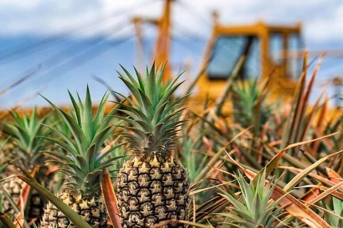 Maui Pineapple Farm Tour in Haliimaile - Final Thoughts
