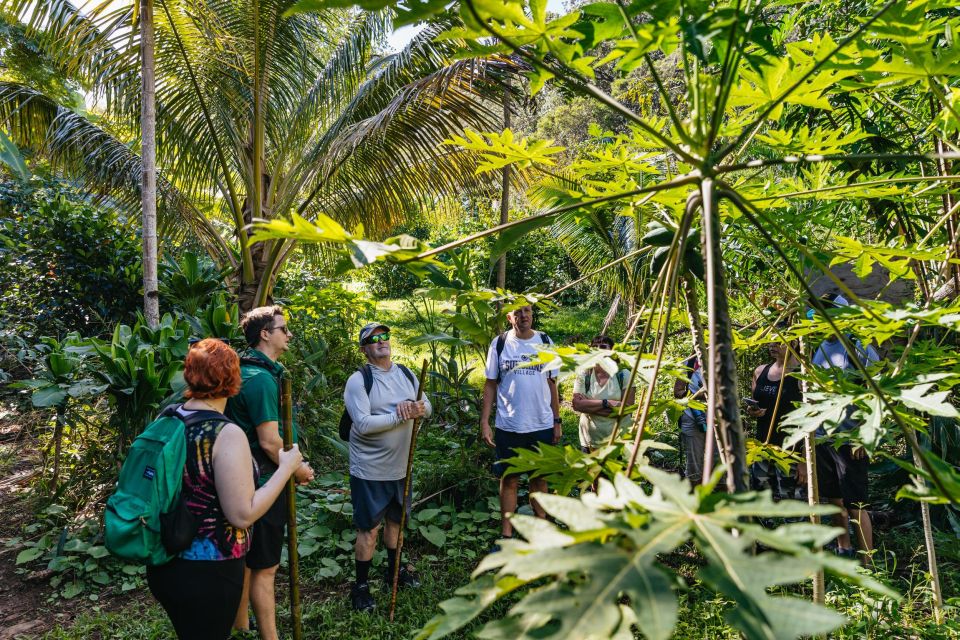 Maui: Rainforest Waterfalls Guided Hike with Picnic Lunch - An Authentic Maui Experience: What You Can Expect