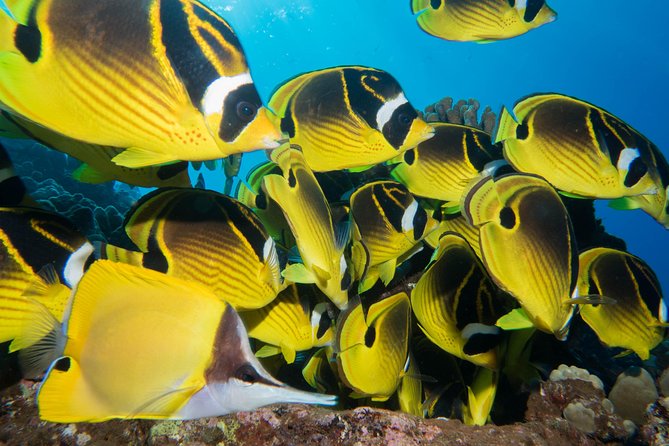 Maui Scuba Diving Introductory Lesson from Lahaina - Key Points