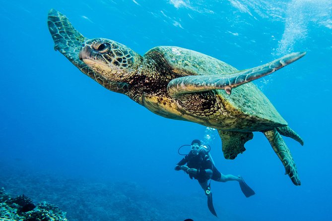Maui Scuba Diving Introductory Lesson from Lahaina - Marine Encounters You’ll Love
