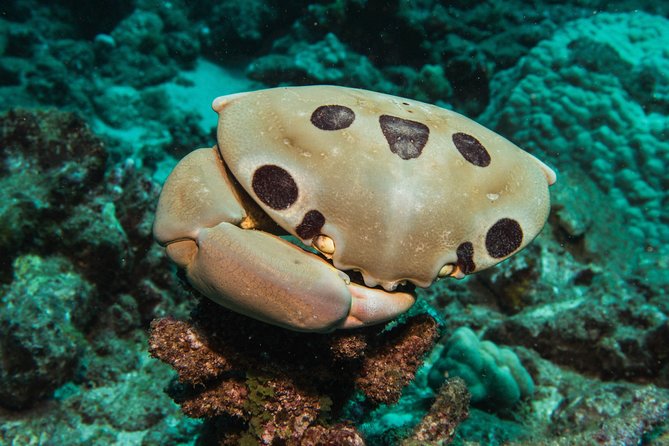 Maui Scuba Diving Introductory Lesson from Lahaina - The Value of the Experience