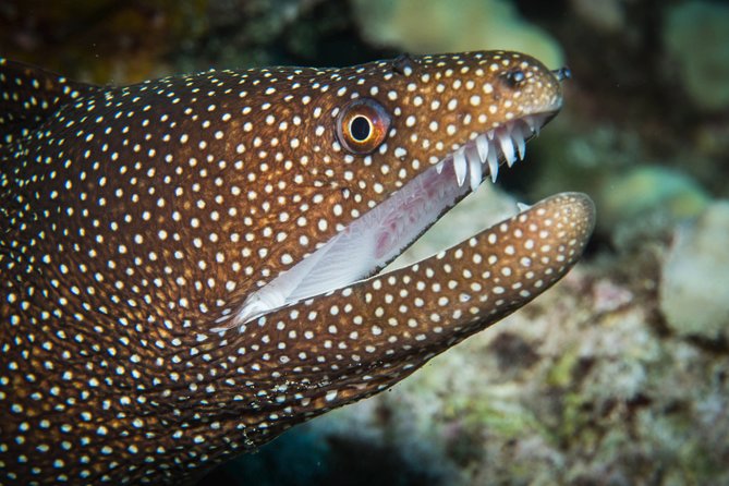 Maui Scuba Diving Introductory Lesson from Lahaina - Practical Tips for Booking and Preparing