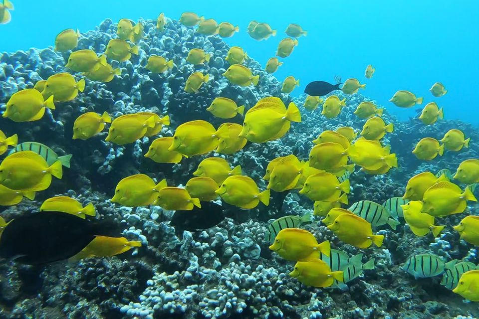 Maui: Semi-Private 3 Hour Eco-Raft Turtle Snorkel Tour - Practical Details & What to Expect