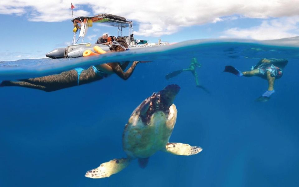 Maui: Semi-Private 3 Hour Eco-Raft Turtle Snorkel Tour - The Sum Up